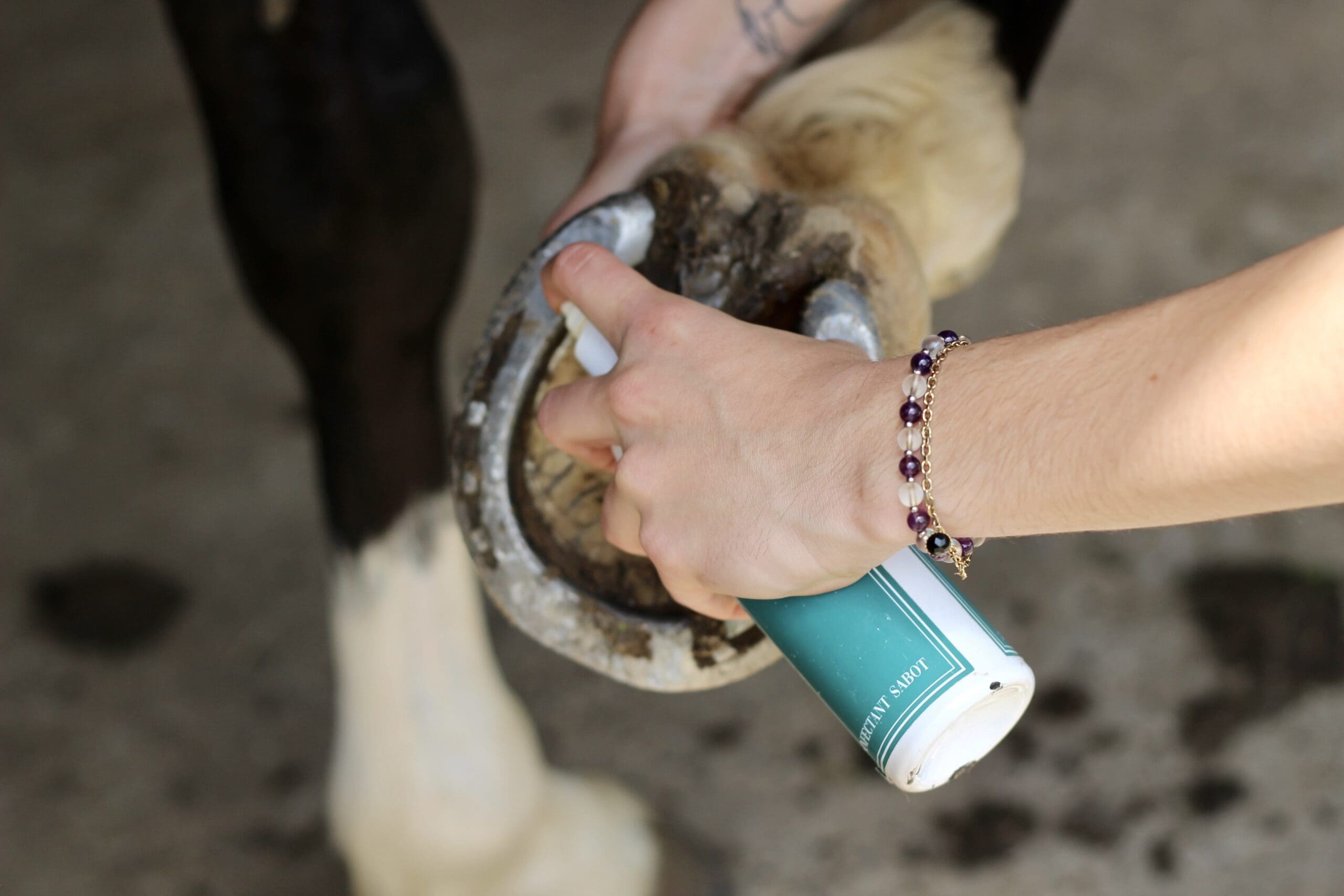 Pas de pieds Pas de cheval - Instant Cheval