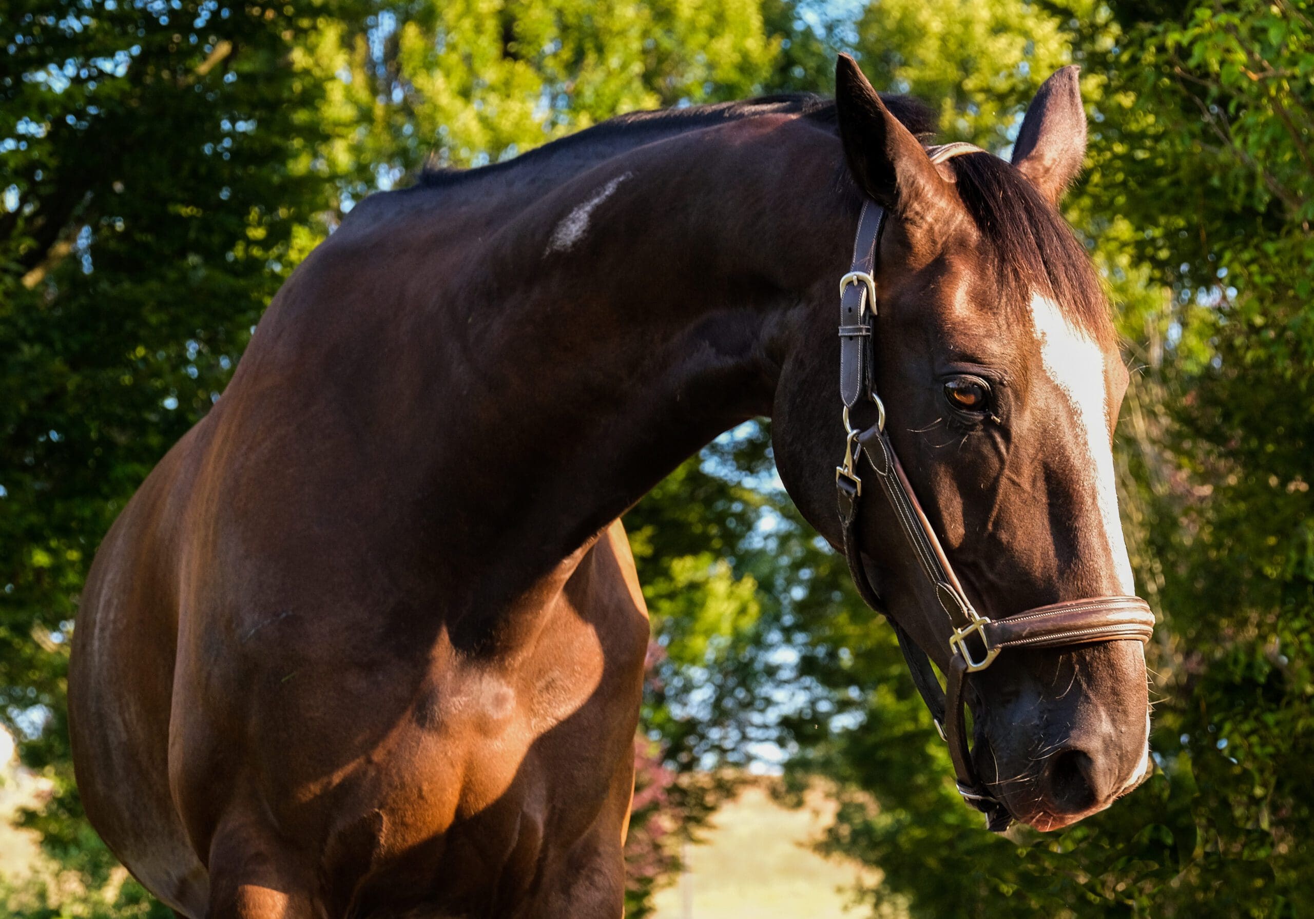 La colique - Sellerie instant cheval