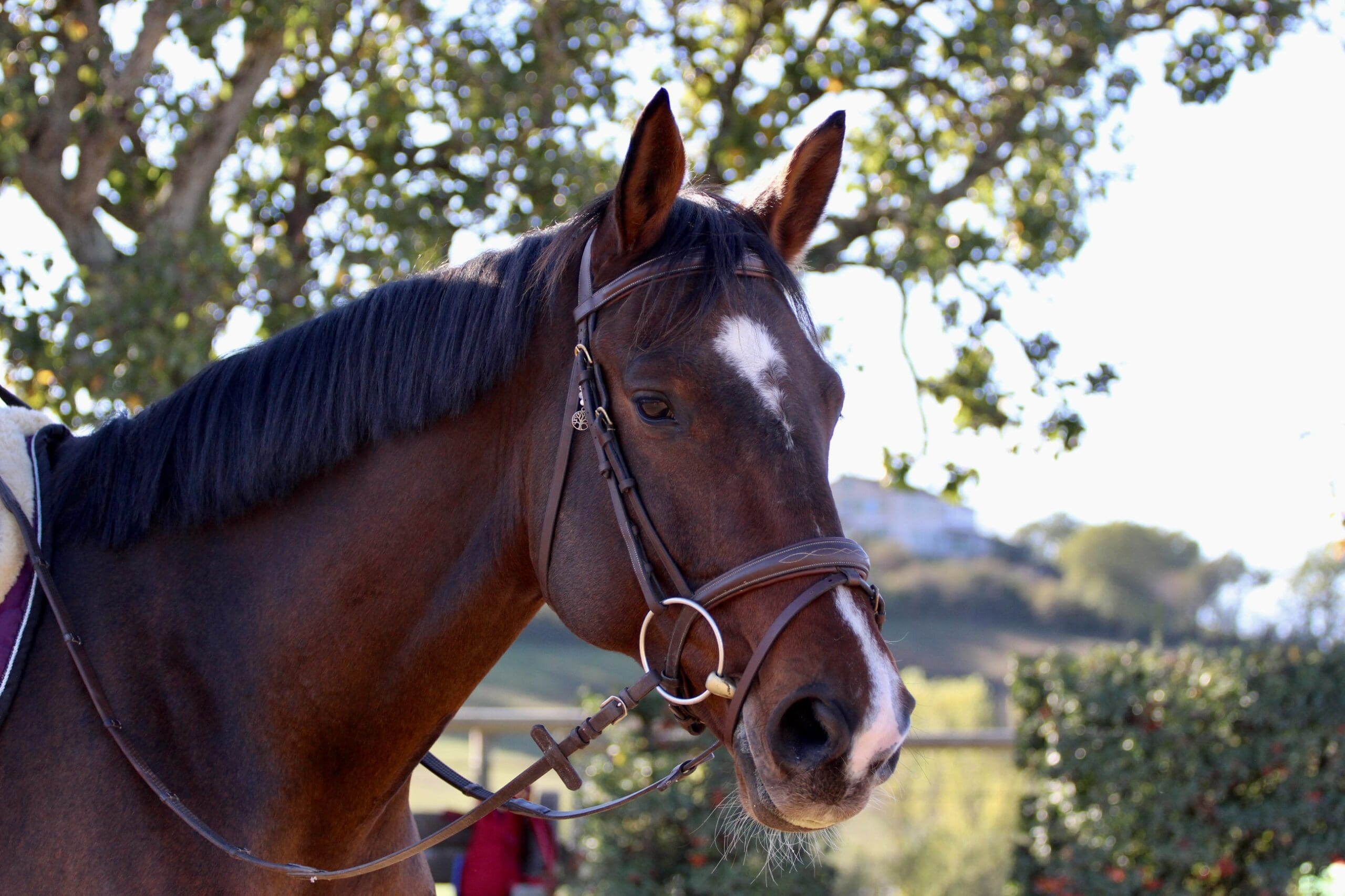 Le bridon - Sellerie instant cheval